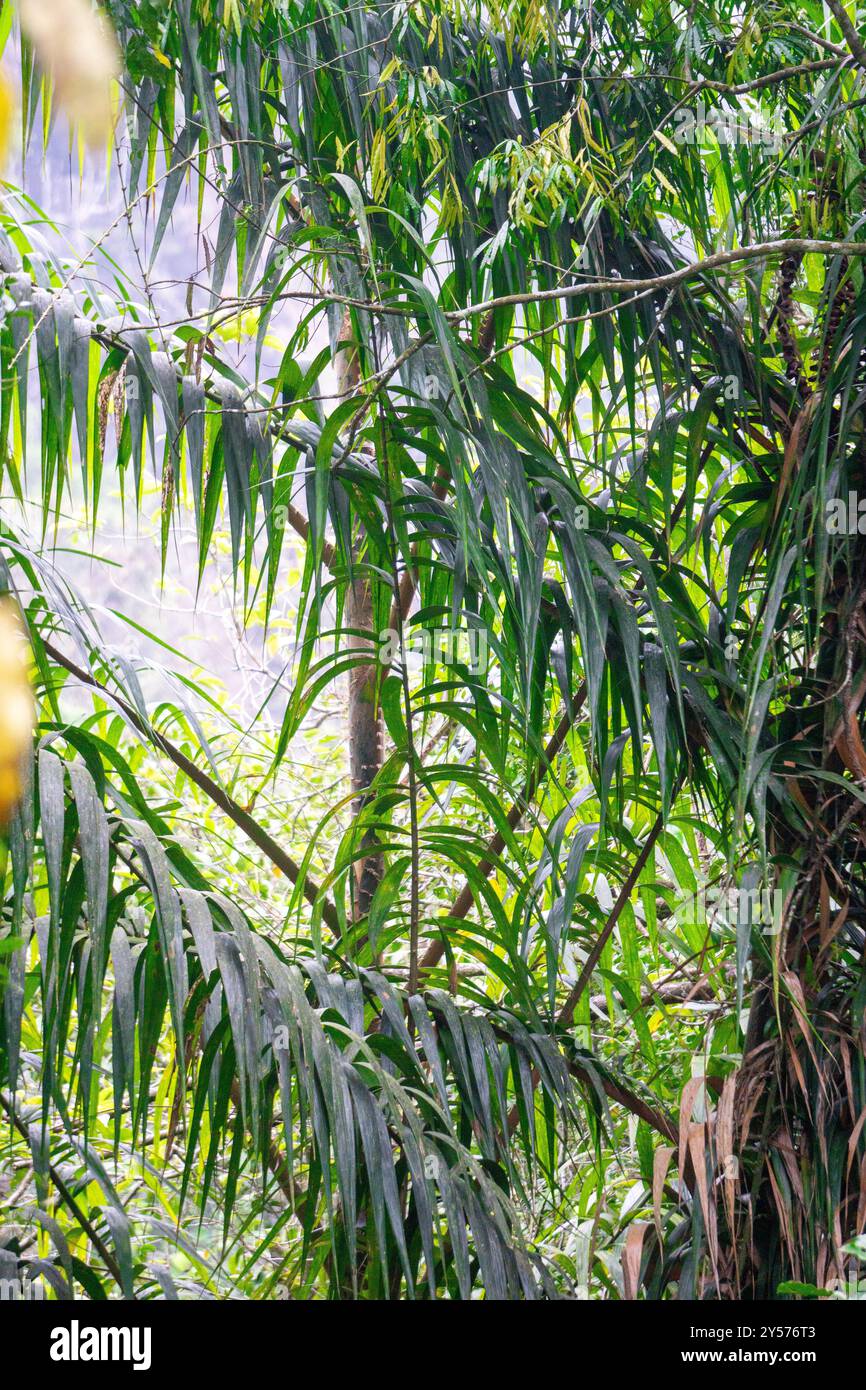 Rattan tree in the jungle. Rattan were also historically known as ...