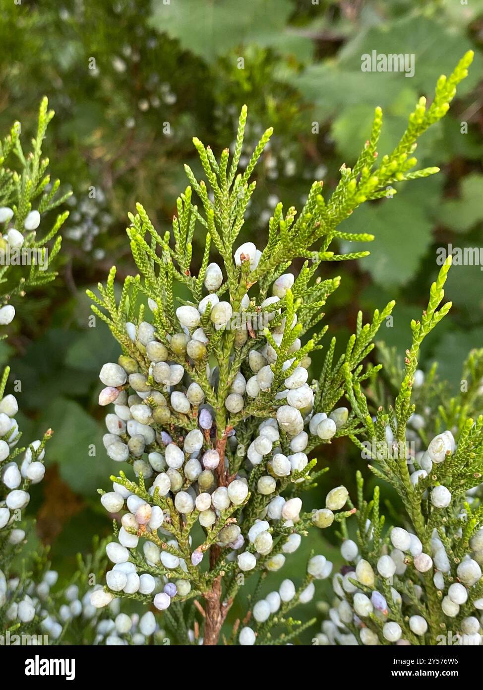 Southern Redcedar (Juniperus virginiana silicicola) Plantae Stock Photo ...