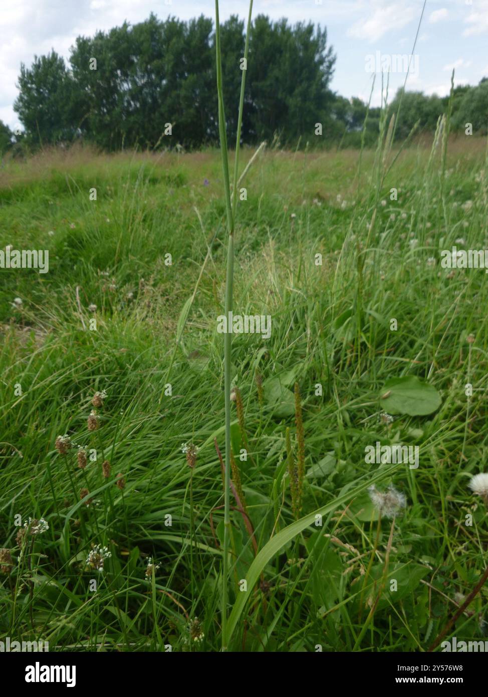 Meadow Foxtail (Alopecurus pratensis) Plantae Stock Photo - Alamy