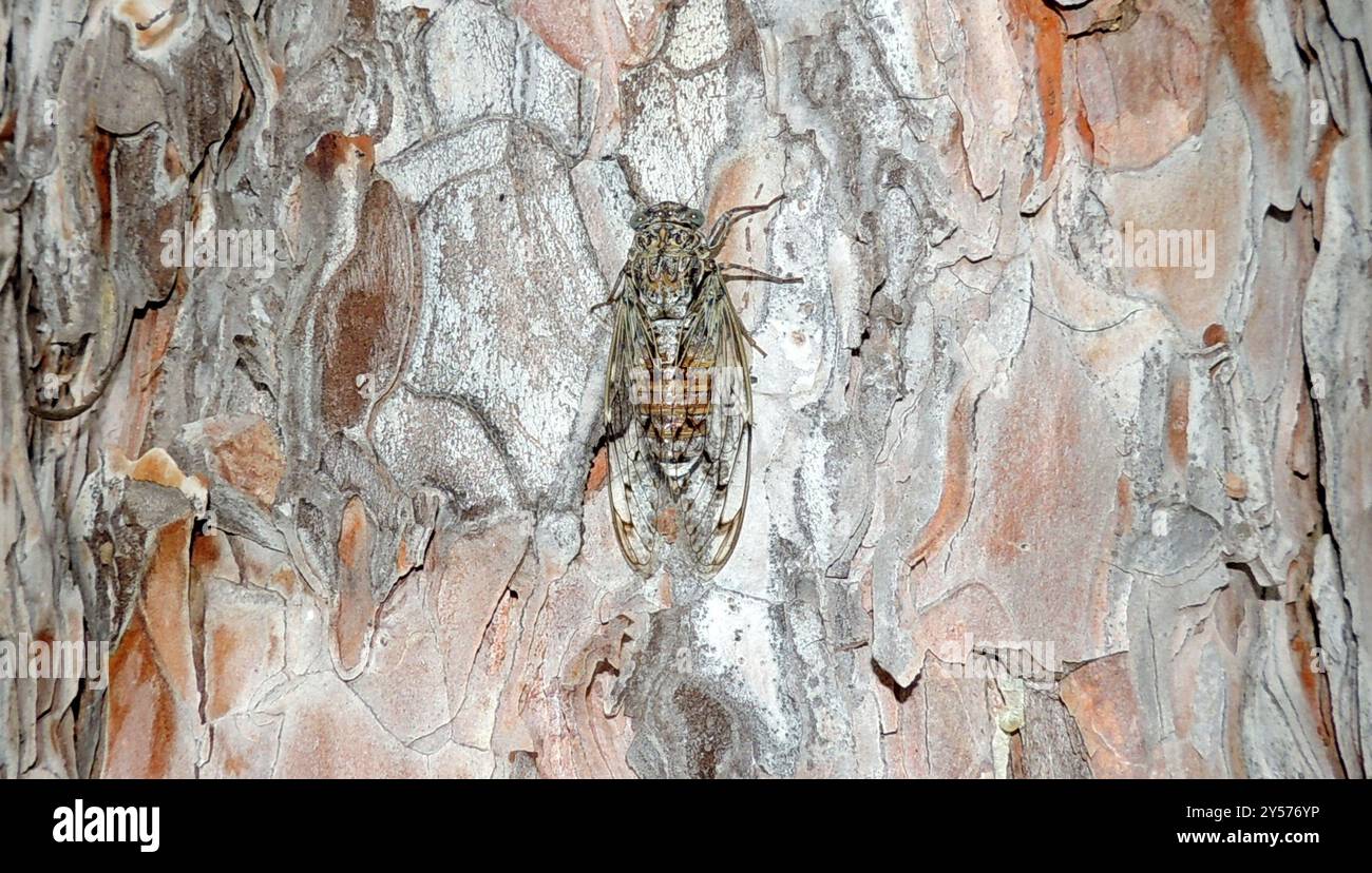 Ash Cicada (Cicada orni) Insecta Stock Photo - Alamy