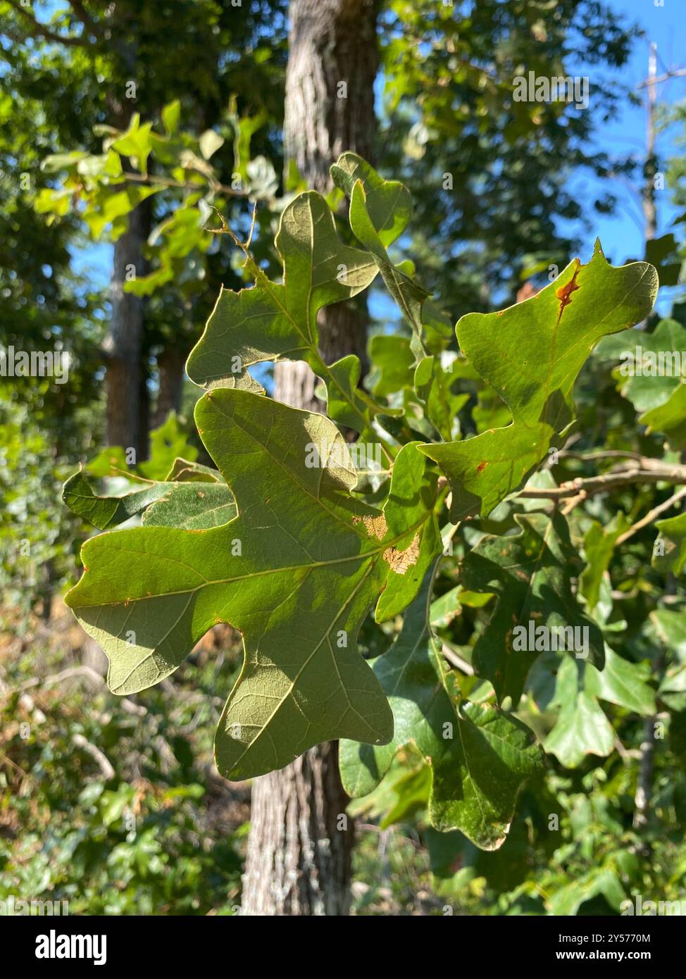 post oak (Quercus stellata) Plantae Stock Photo - Alamy