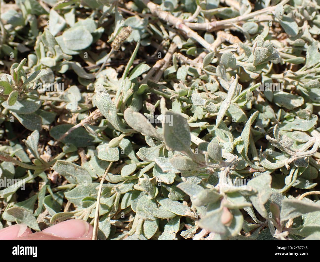 Mediterranean Saltbush (Atriplex halimus) Plantae Stock Photo - Alamy