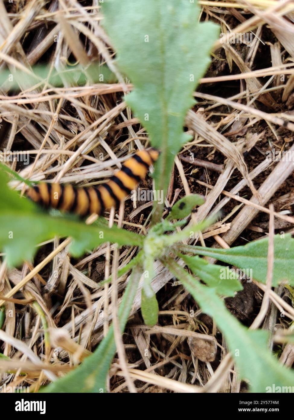 Cinnabar moth (Tyria jacobaeae) Insecta Stock Photo - Alamy