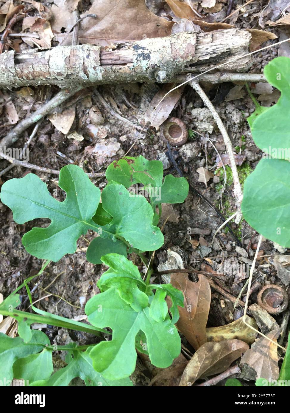 lion's foot rattlesnake root (Nabalus serpentarius) Plantae Stock Photo ...