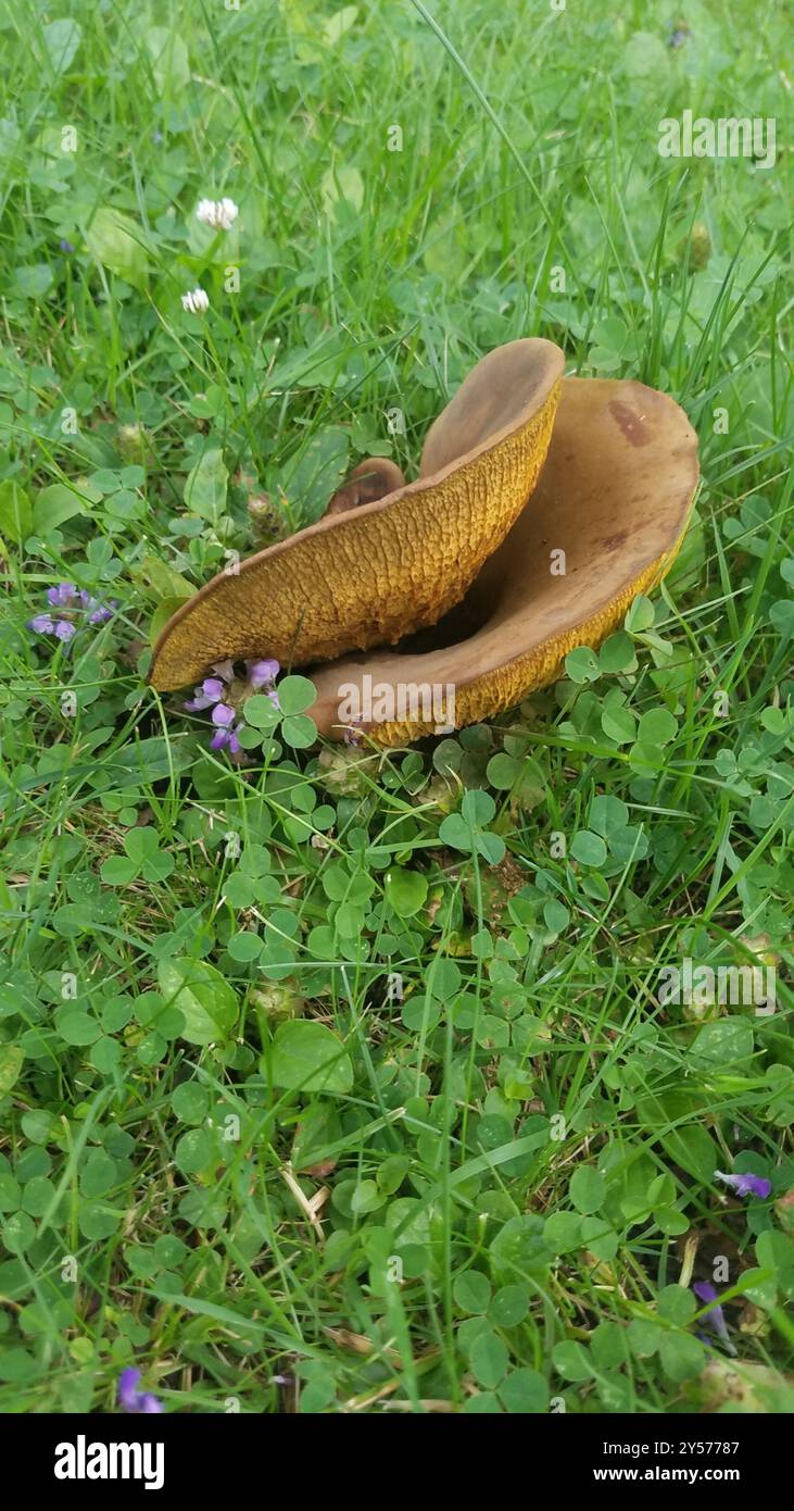 ash-tree bolete (Boletinellus merulioides) Fungi Stock Photo - Alamy