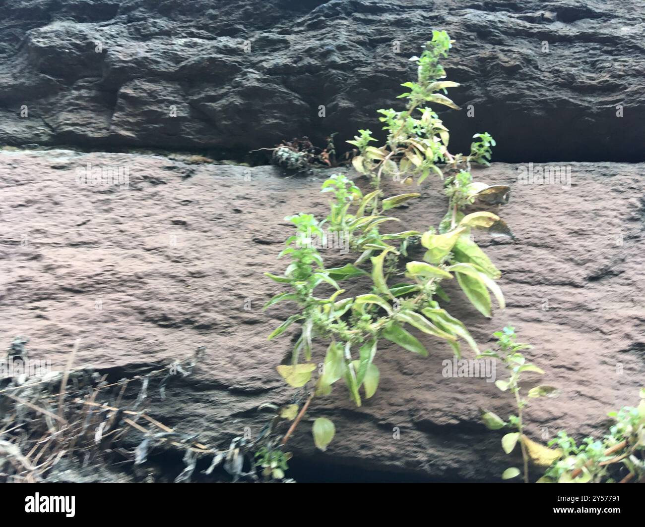 Pennsylvania pellitory (Parietaria pensylvanica) Plantae Stock Photo ...