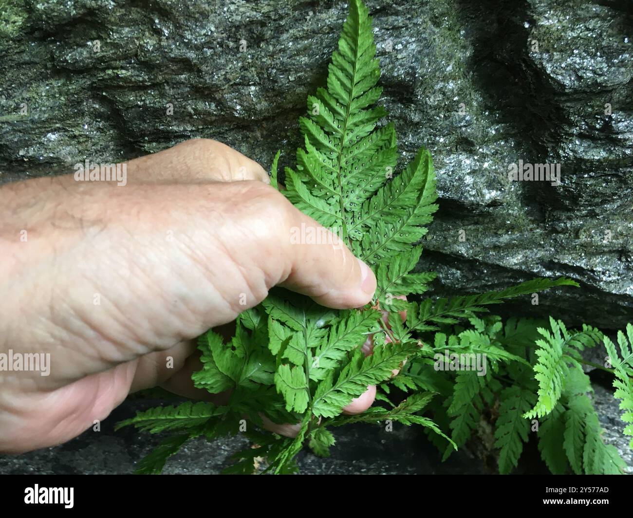 spinulose wood fern (Dryopteris carthusiana) Plantae Stock Photo - Alamy