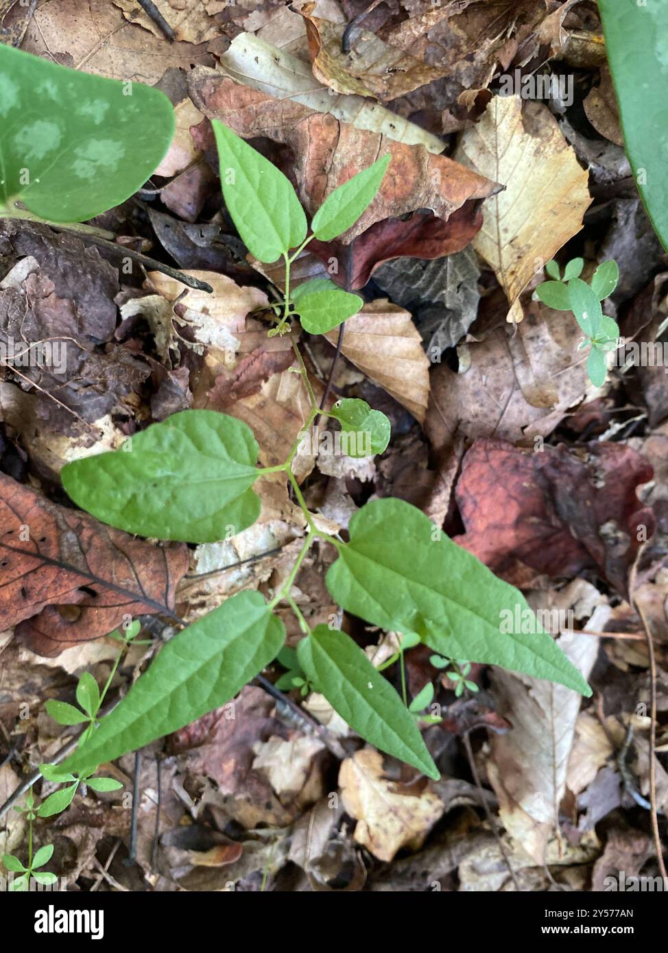 Virginia snakeroot (Aristolochia serpentaria) Plantae Stock Photo - Alamy