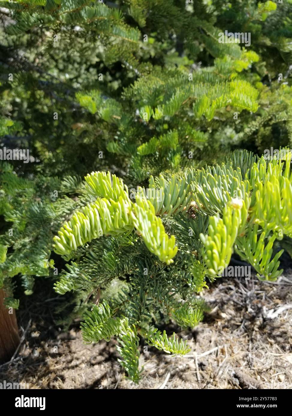 white fir (Abies concolor) Plantae Stock Photo - Alamy