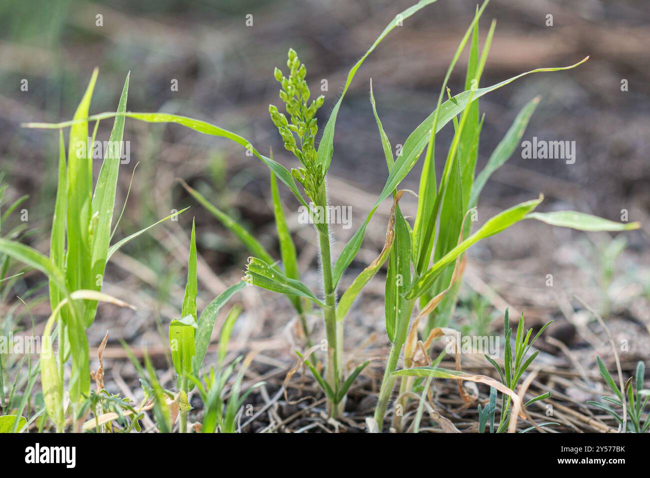 Proso Millet (Panicum miliaceum) Plantae Stock Photo - Alamy