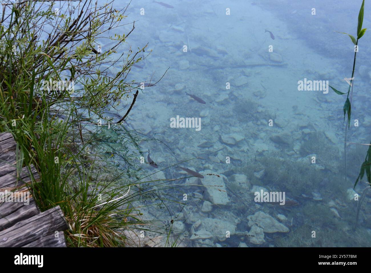 European chub (Squalius cephalus) Actinopterygii Stock Photo - Alamy