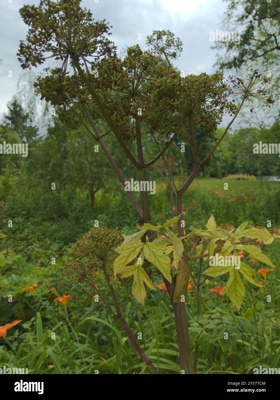 purple-stemmed angelica (Angelica atropurpurea) Plantae Stock Photo - Alamy