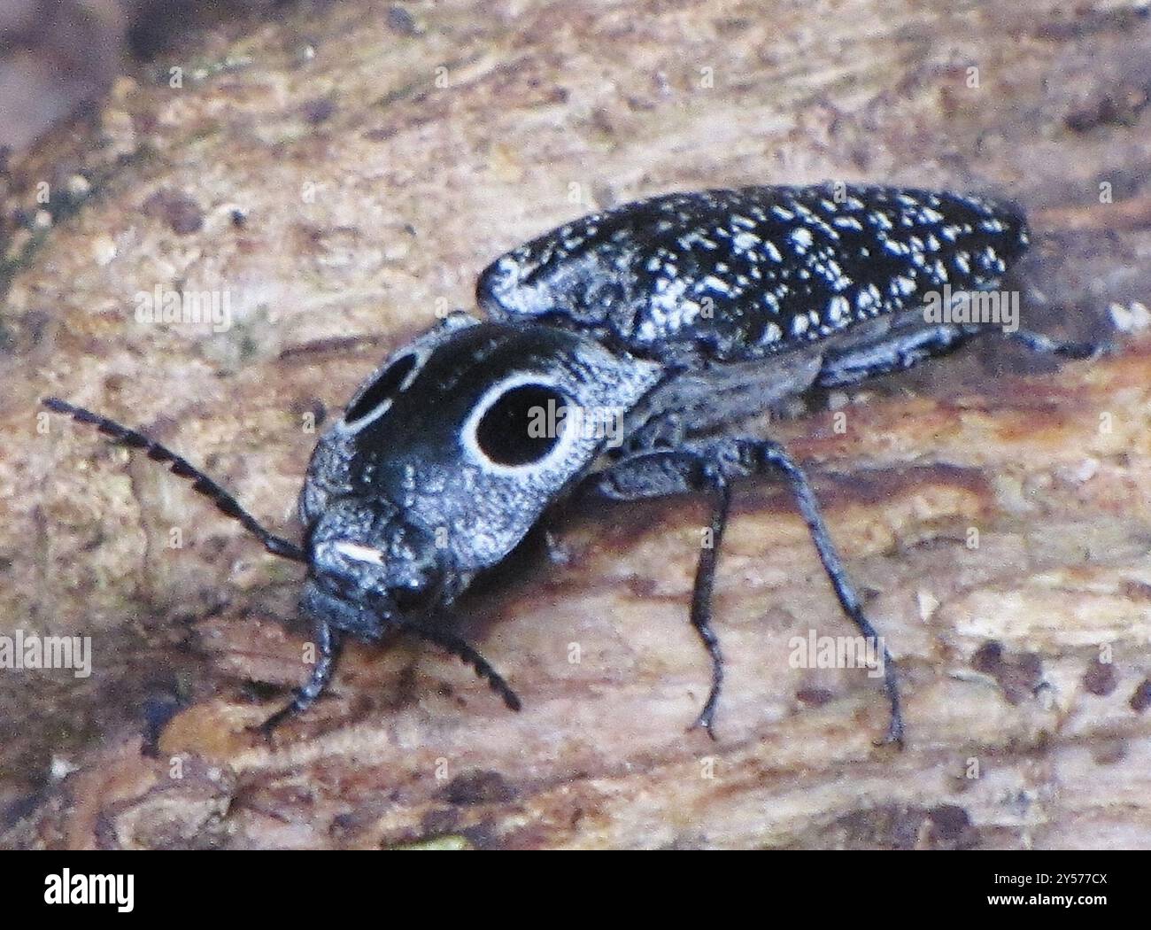 Eastern Eyed Click Beetle (Alaus oculatus) Insecta Stock Photo - Alamy