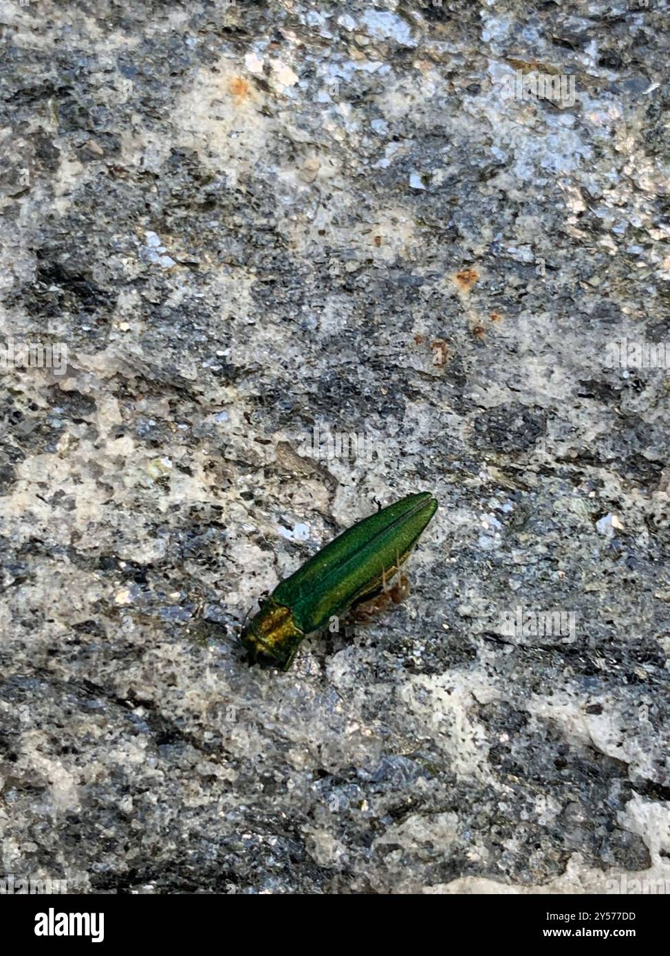 Emerald Ash Borer (Agrilus planipennis) Insecta Stock Photo - Alamy