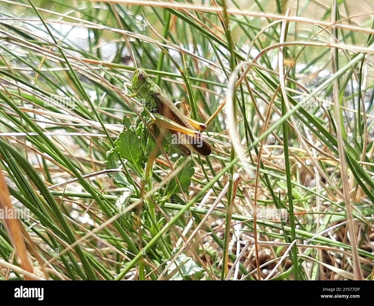 Ladder Grasshopper (Stauroderus scalaris) Insecta Stock Photo - Alamy