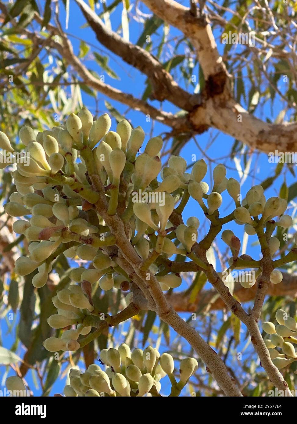 Desert Bloodwood (Corymbia terminalis) Plantae Stock Photo - Alamy