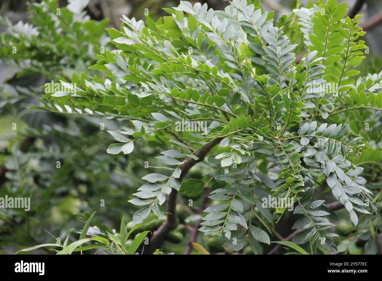 red mombin (Spondias purpurea) Plantae Stock Photo - Alamy