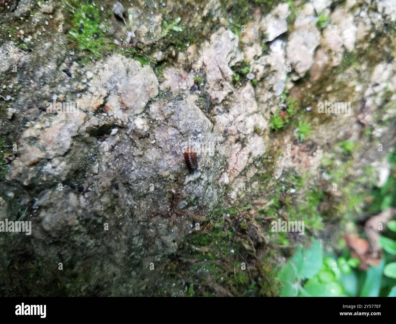 Larger Elm Leaf Beetle (Monocesta coryli) Insecta Stock Photo - Alamy