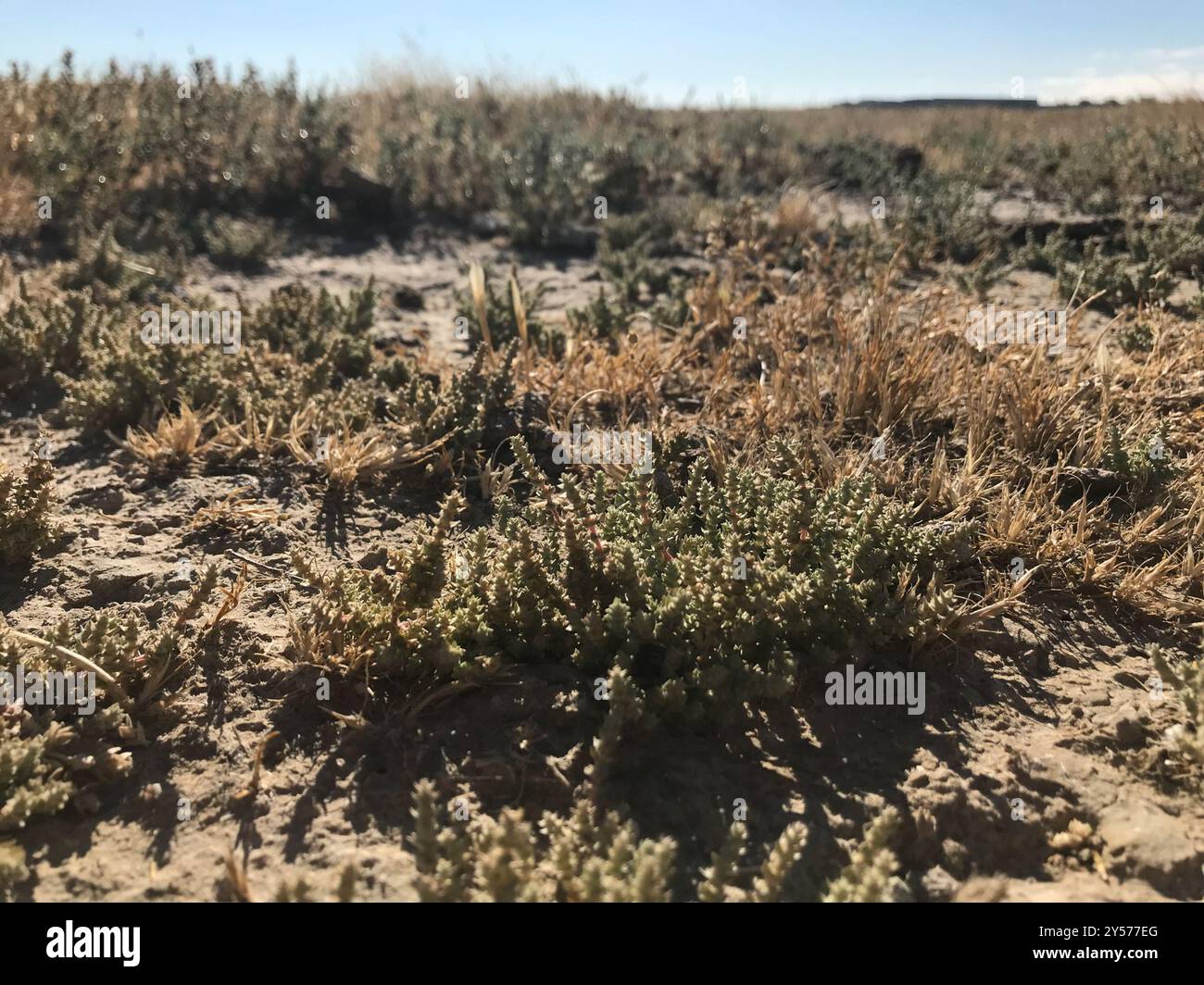 brittlescale (Atriplex depressa) Plantae Stock Photo - Alamy