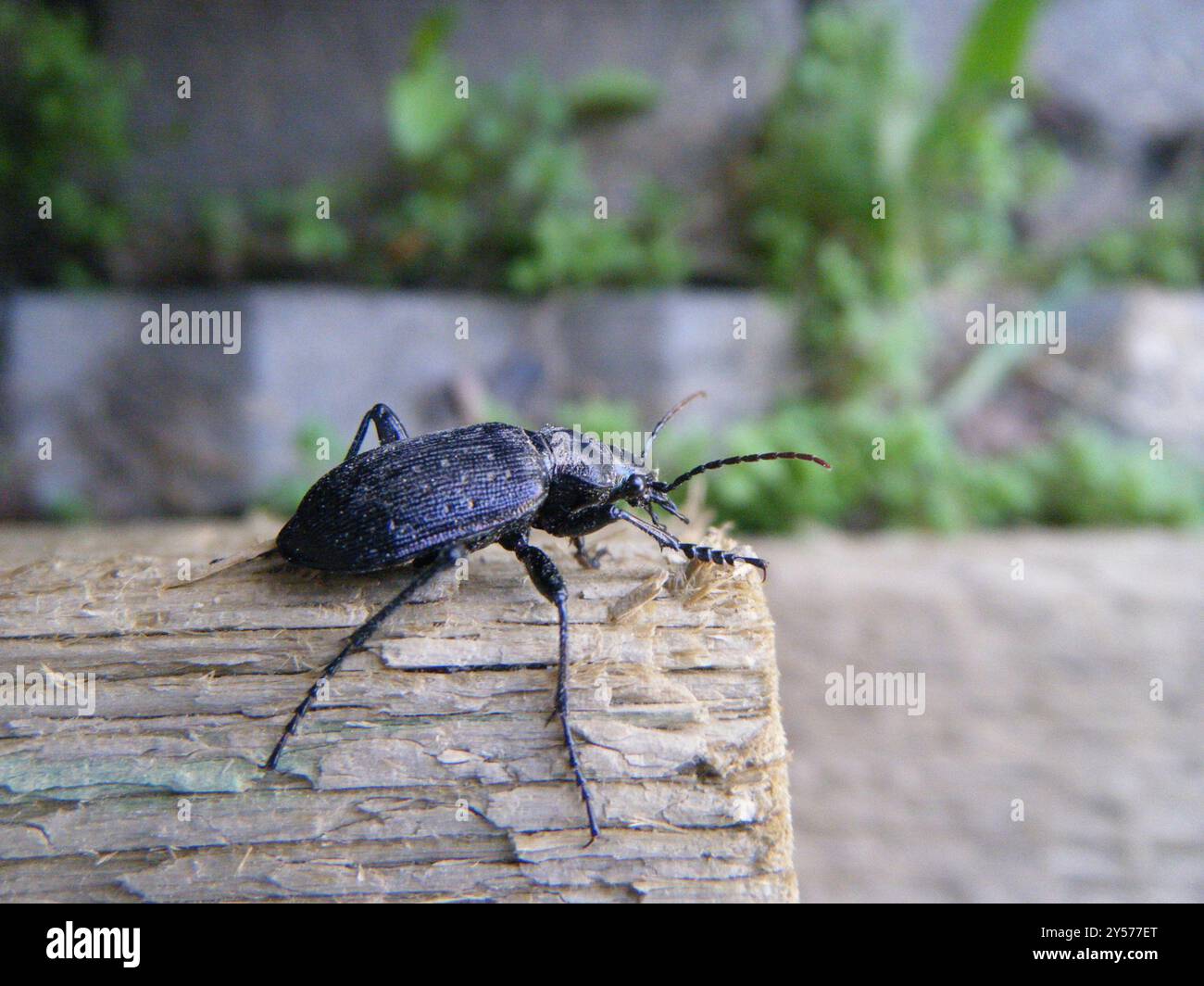 Cold-country Caterpillar Hunter (Calosoma frigidum) Insecta Stock Photo ...