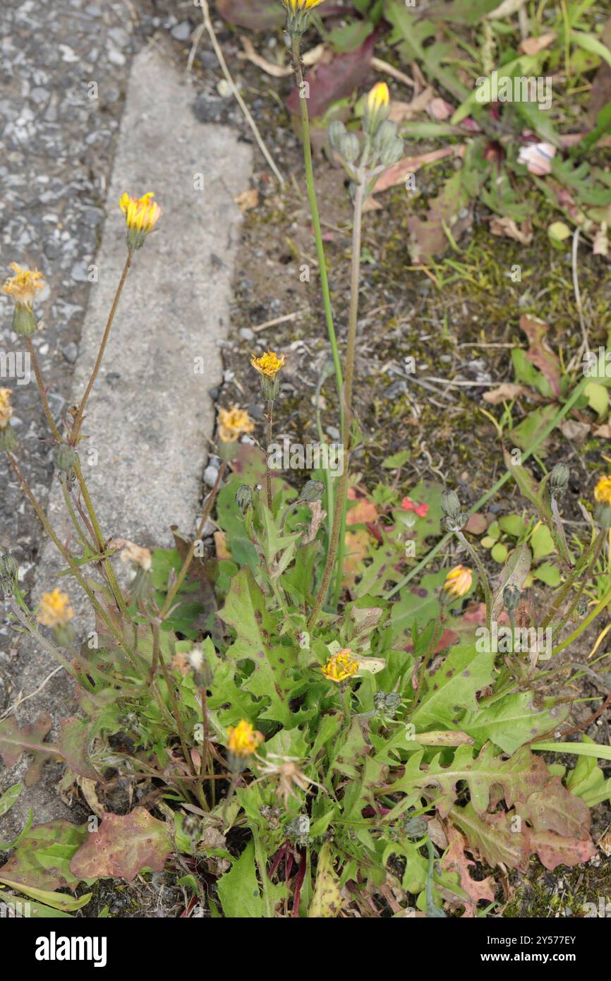 Beaked Hawksbeard (Crepis vesicaria) Plantae Stock Photo - Alamy