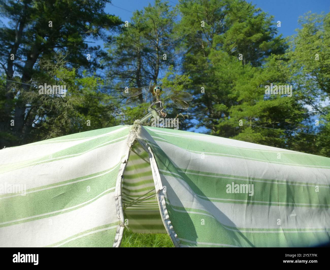 Dragonflies and Damselflies (Odonata) Insecta Stock Photo - Alamy