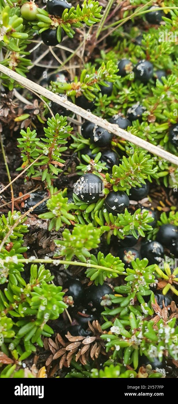 black crowberry (Empetrum nigrum) Plantae Stock Photo - Alamy