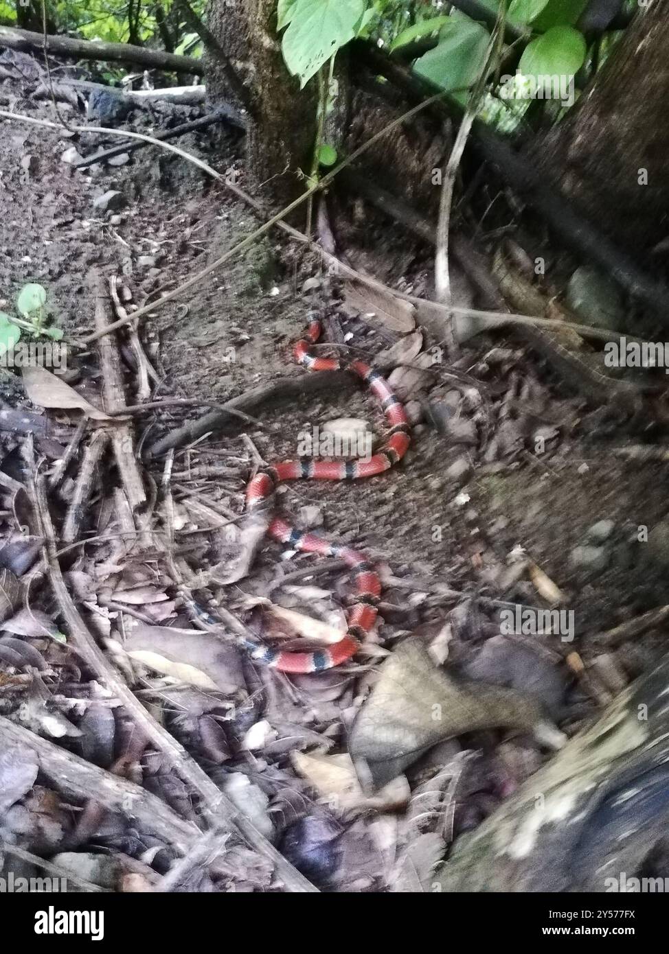 Central American Coralsnake (Micrurus nigrocinctus) Reptilia Stock ...
