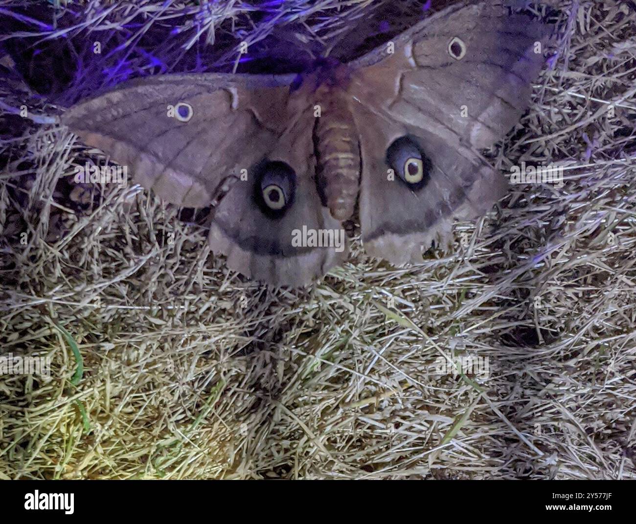 Polyphemus Moth (Antheraea polyphemus) Insecta Stock Photo - Alamy
