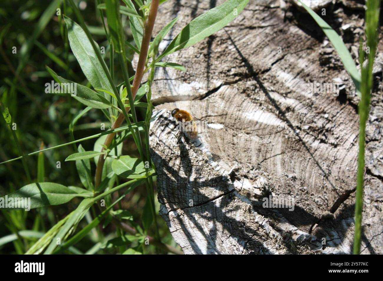Narcissus Bulb Fly (Merodon equestris) Insecta Stock Photo - Alamy