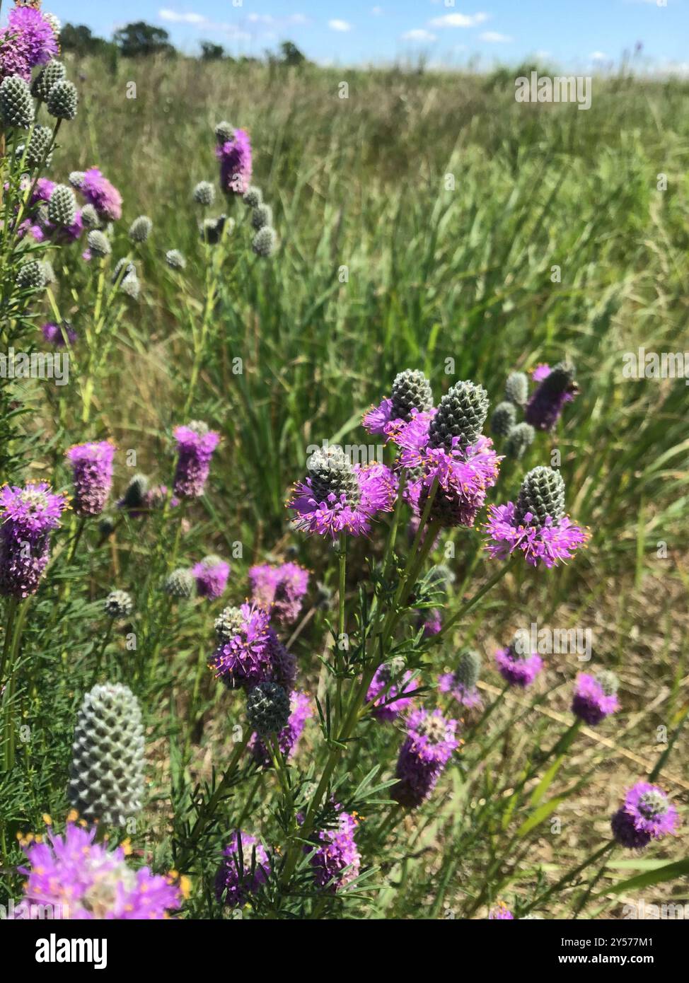 purple prairie clover (Dalea purpurea) Plantae Stock Photo - Alamy