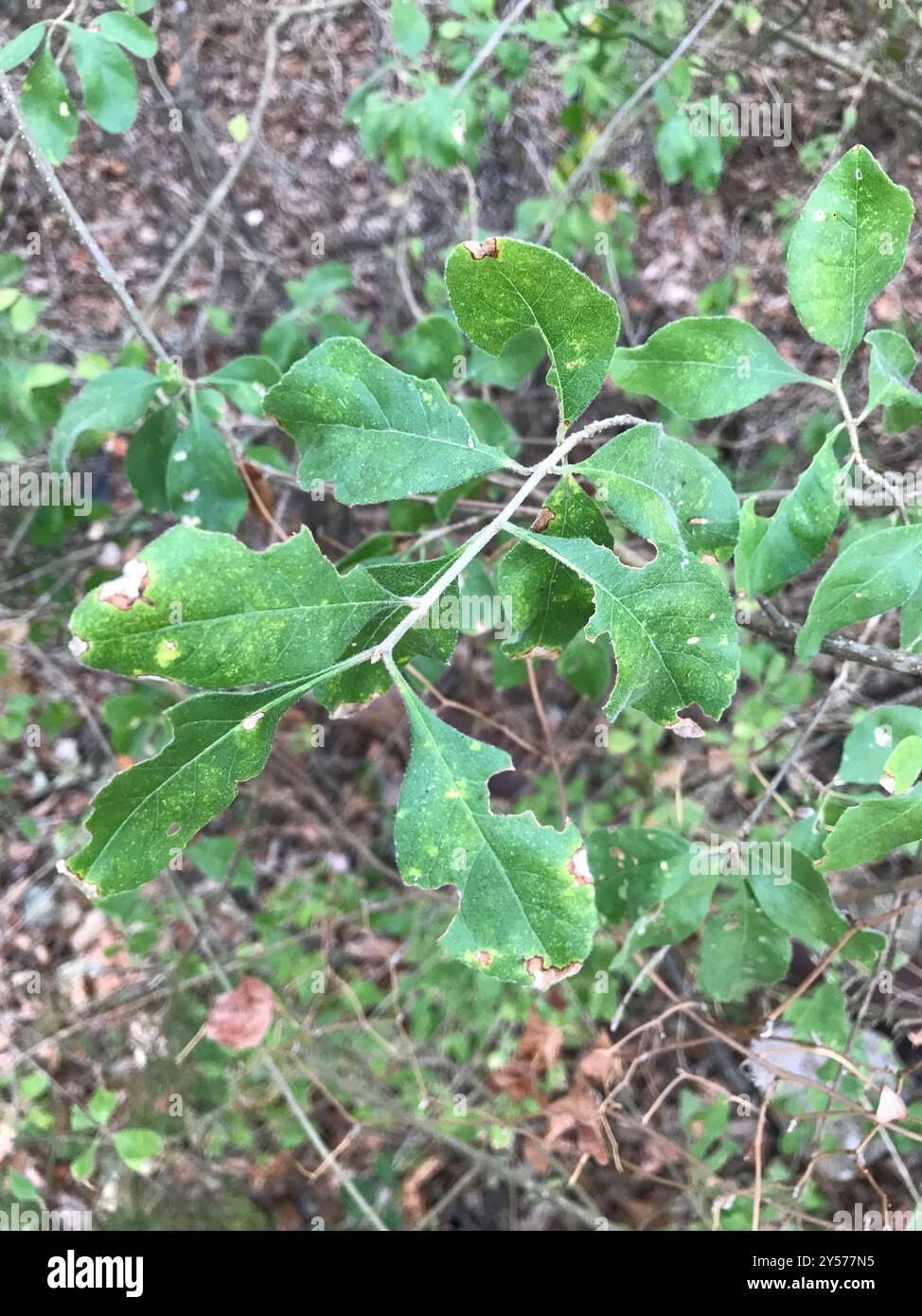 Stretchberry (Forestiera pubescens) Plantae Stock Photo - Alamy