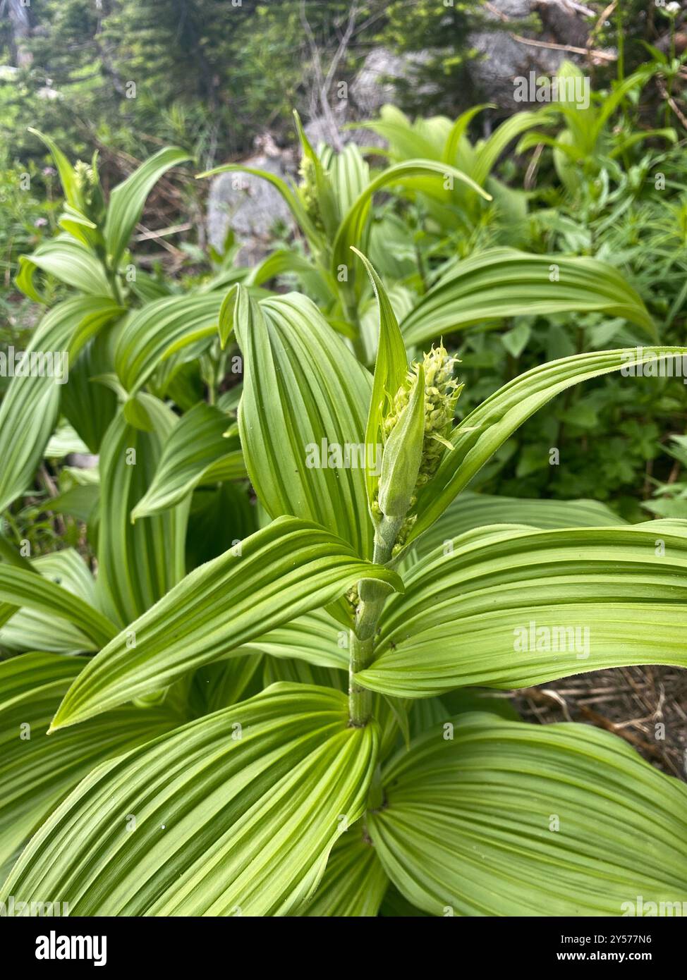 green false hellebore (Veratrum viride) Plantae Stock Photo - Alamy