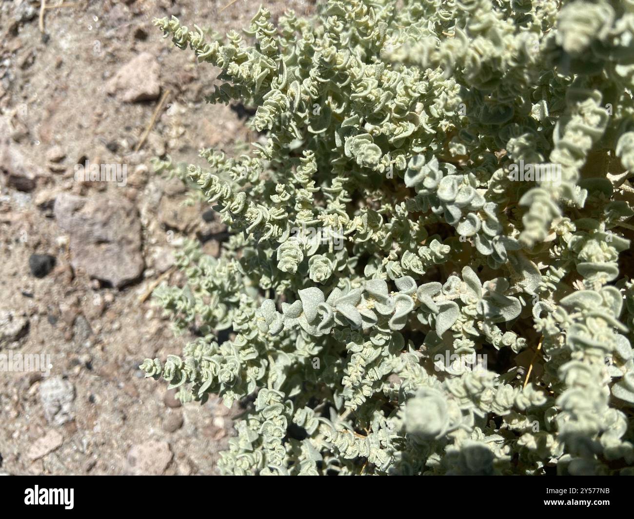 Parry's Saltbush (Atriplex parryi) Plantae Stock Photo - Alamy