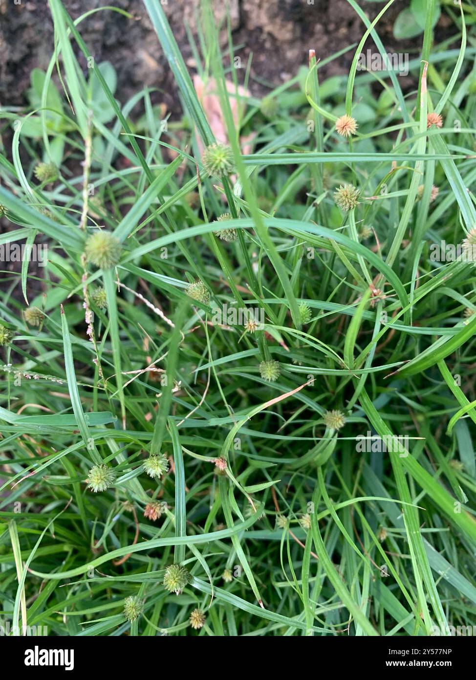Shortleaf Spikesedge (Cyperus brevifolius) Plantae Stock Photo - Alamy