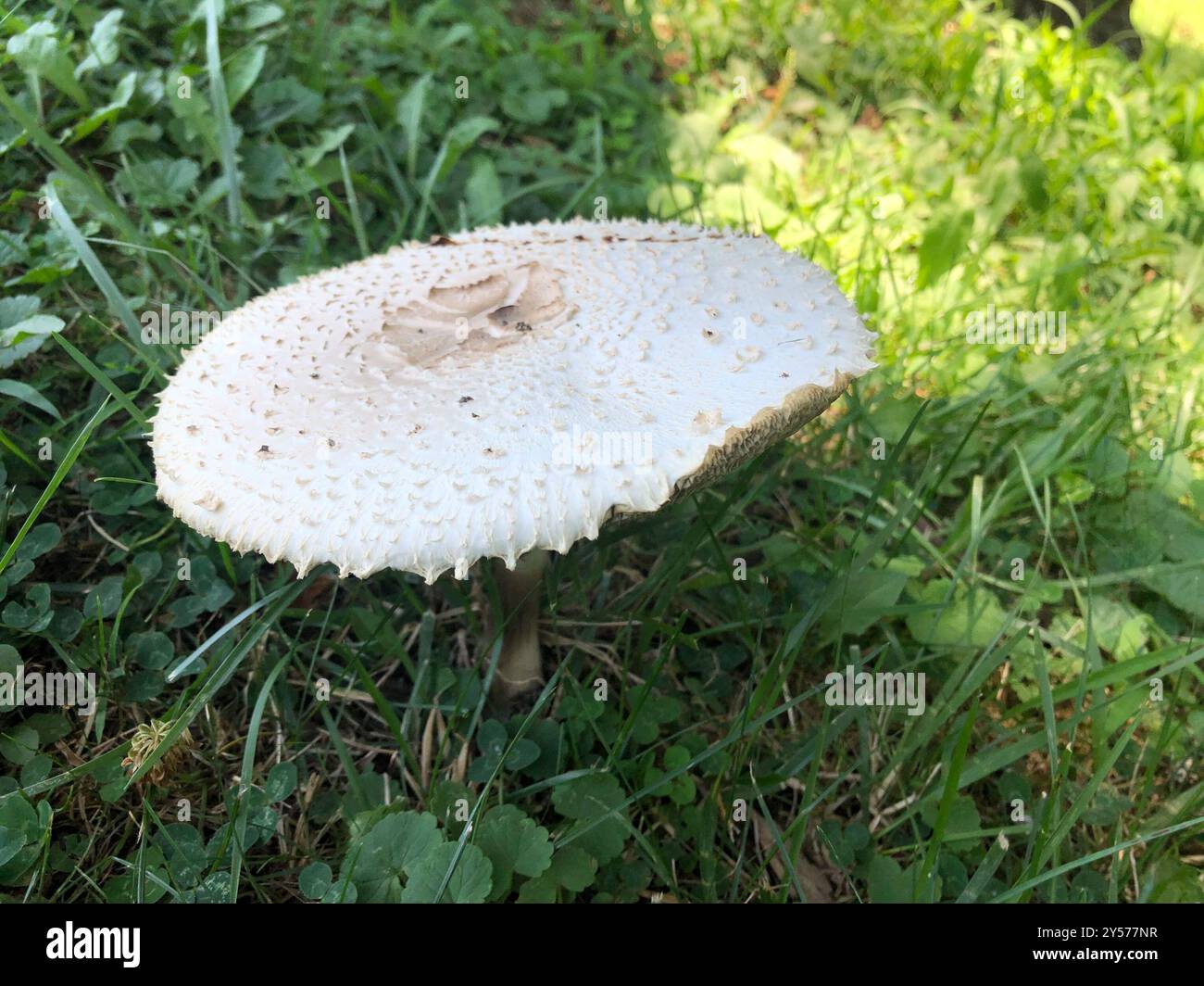 green-spored parasol (Chlorophyllum molybdites) Fungi Stock Photo - Alamy