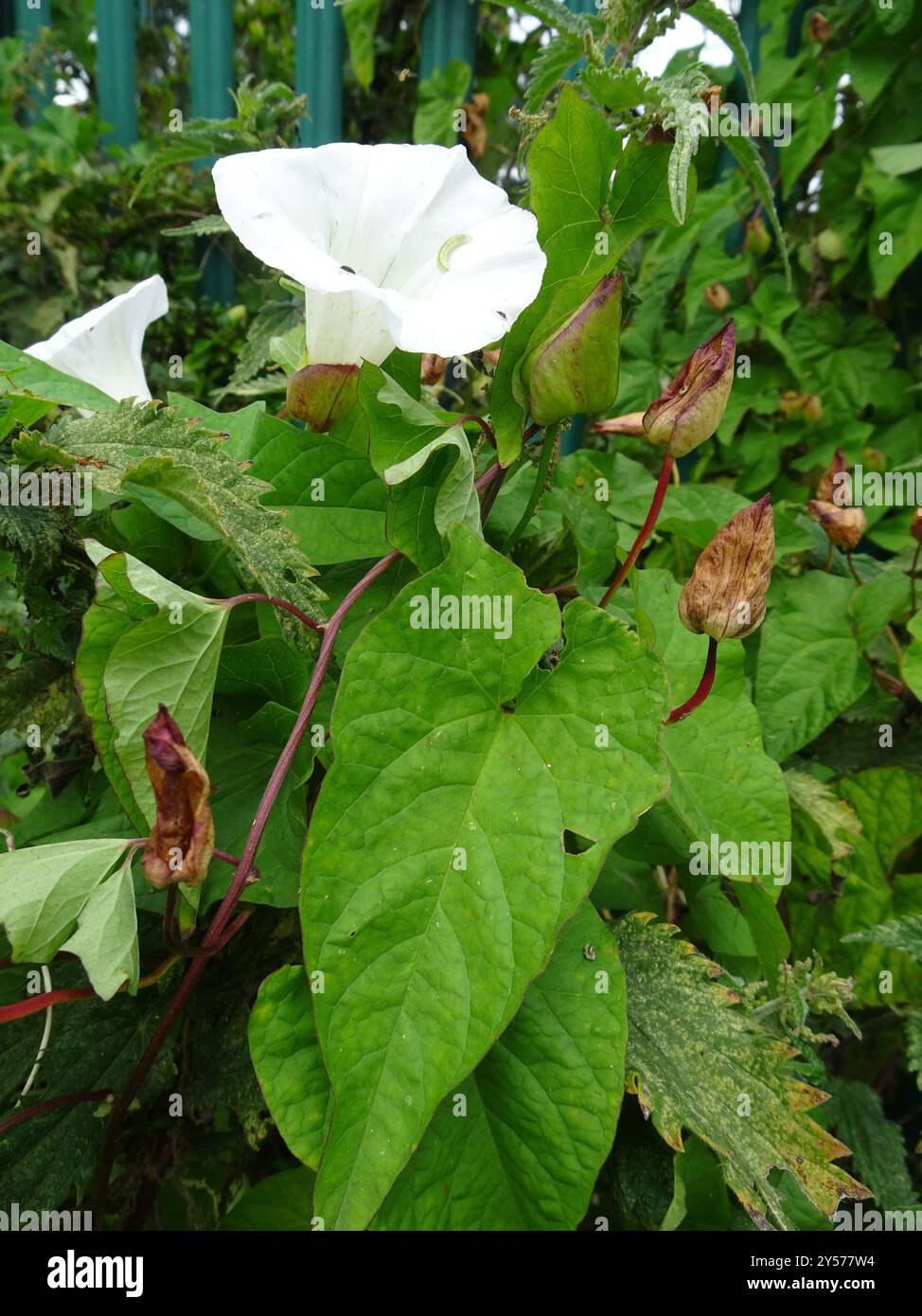 large bindweed (Calystegia silvatica) Plantae Stock Photo - Alamy