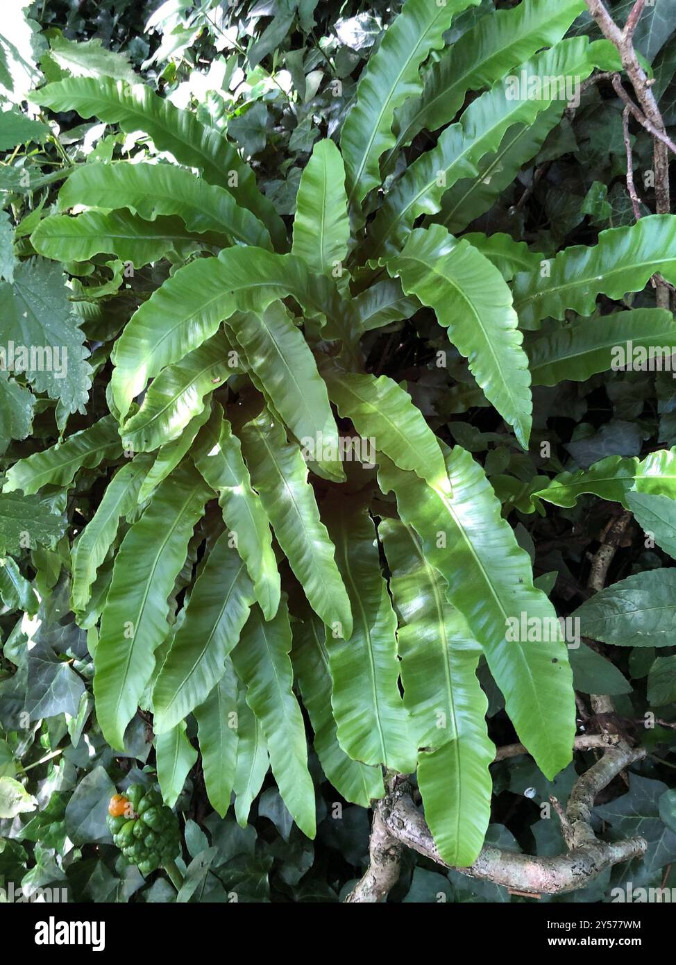 Hart's-tongue fern (Asplenium scolopendrium) Plantae Stock Photo - Alamy
