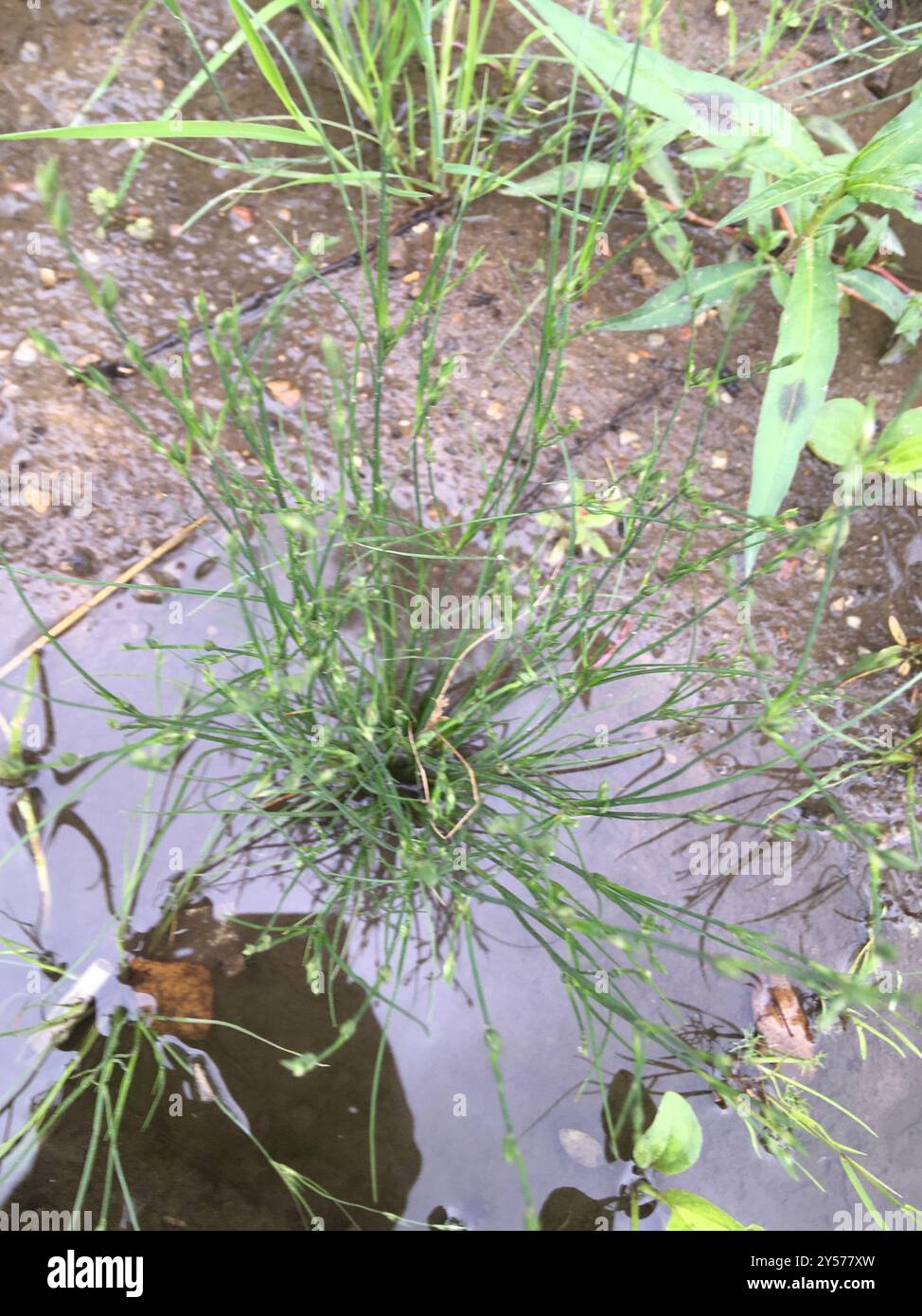 Toad rush (Juncus bufonius) Plantae Stock Photo - Alamy