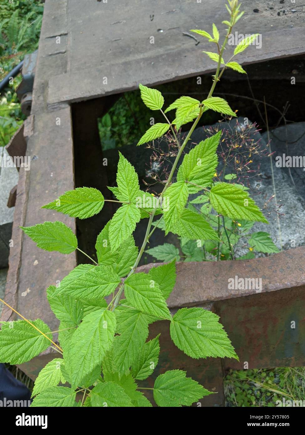 whitebark raspberry (Rubus leucodermis) Plantae Stock Photo - Alamy