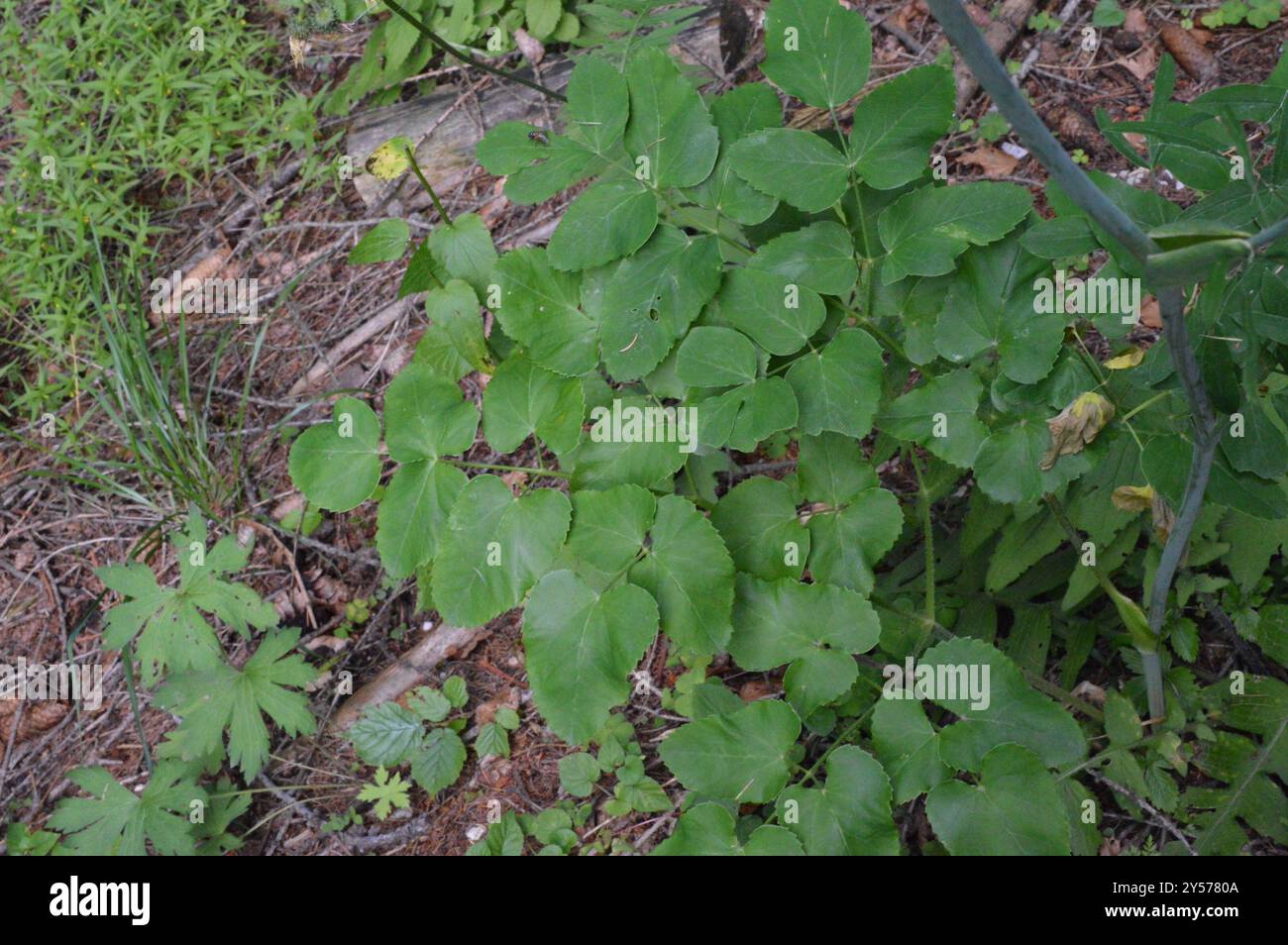 Broad-leaved Sermountain (Laserpitium latifolium) Plantae Stock Photo ...