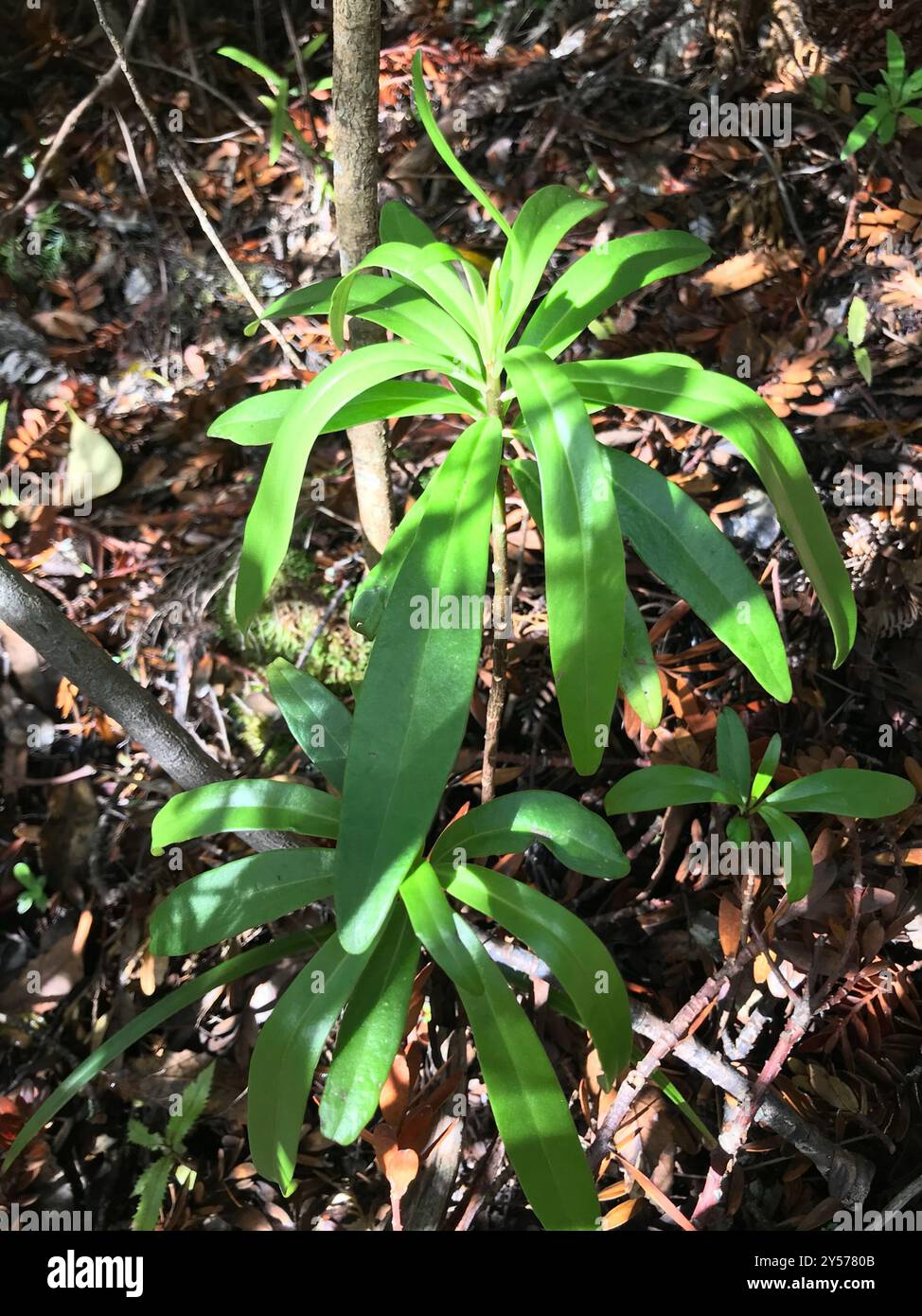 Kirk's tree daisy (Brachyglottis kirkii) Plantae Stock Photo - Alamy