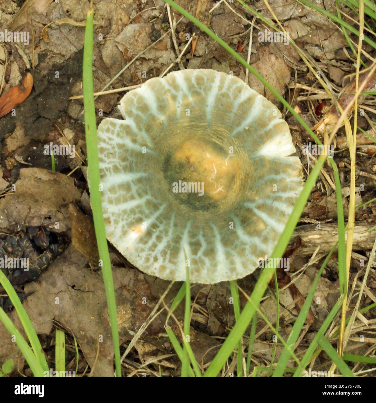 Blue-green Cracking Russula (Russula parvovirescens) Fungi Stock Photo ...