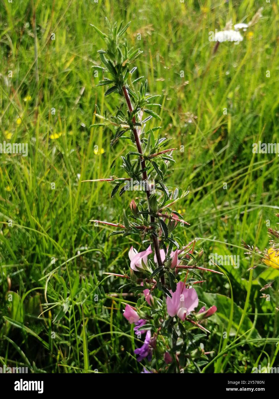 Spiny restharrow (Ononis spinosa) Plantae Stock Photo - Alamy