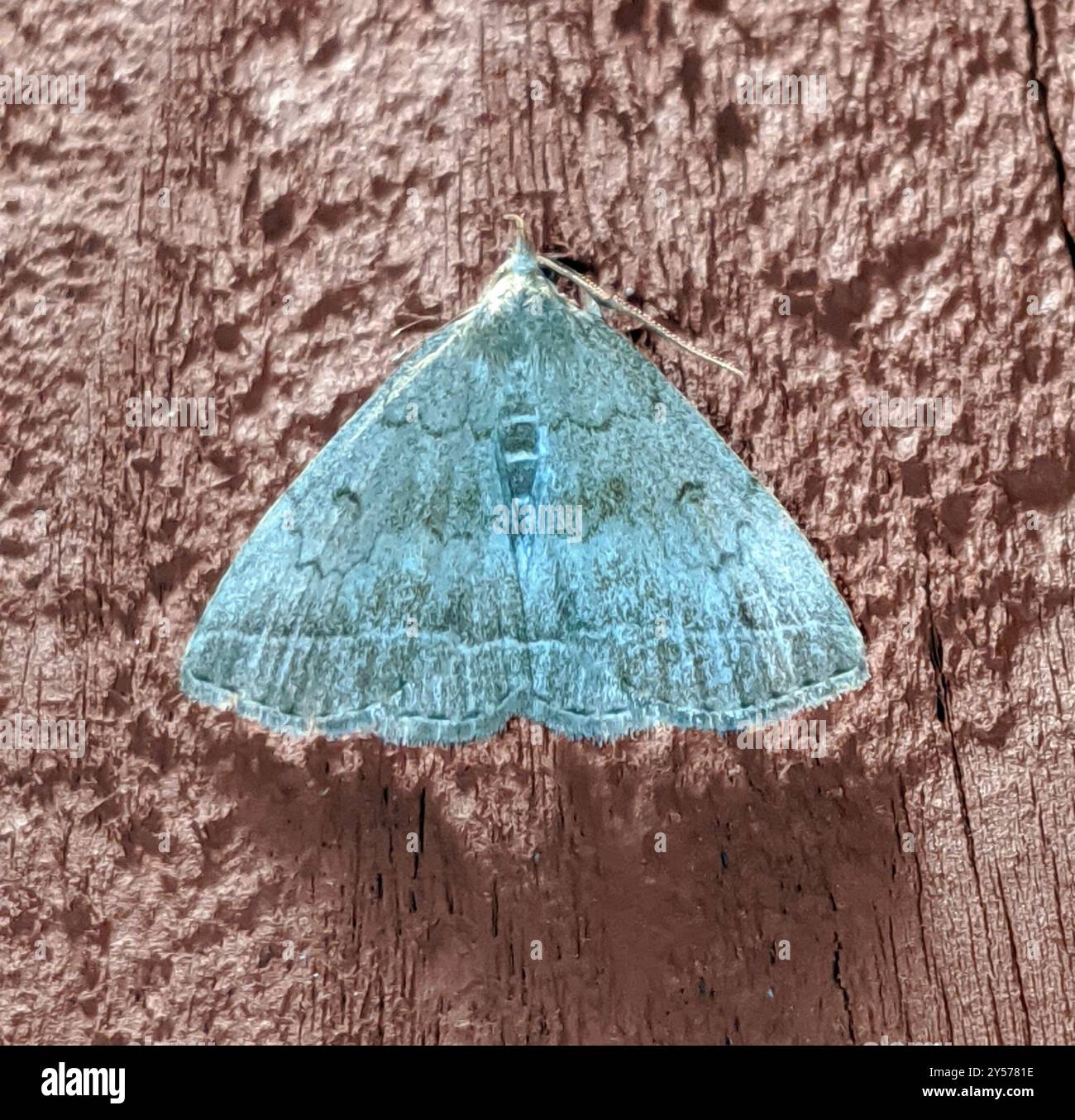 Wavy-lined Fan-foot (Zanclognatha jacchusalis) Insecta Stock Photo - Alamy