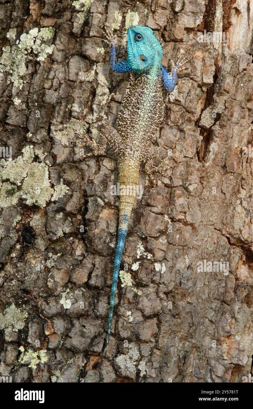 Falks blue headed tree agama hi-res stock photography and images - Alamy