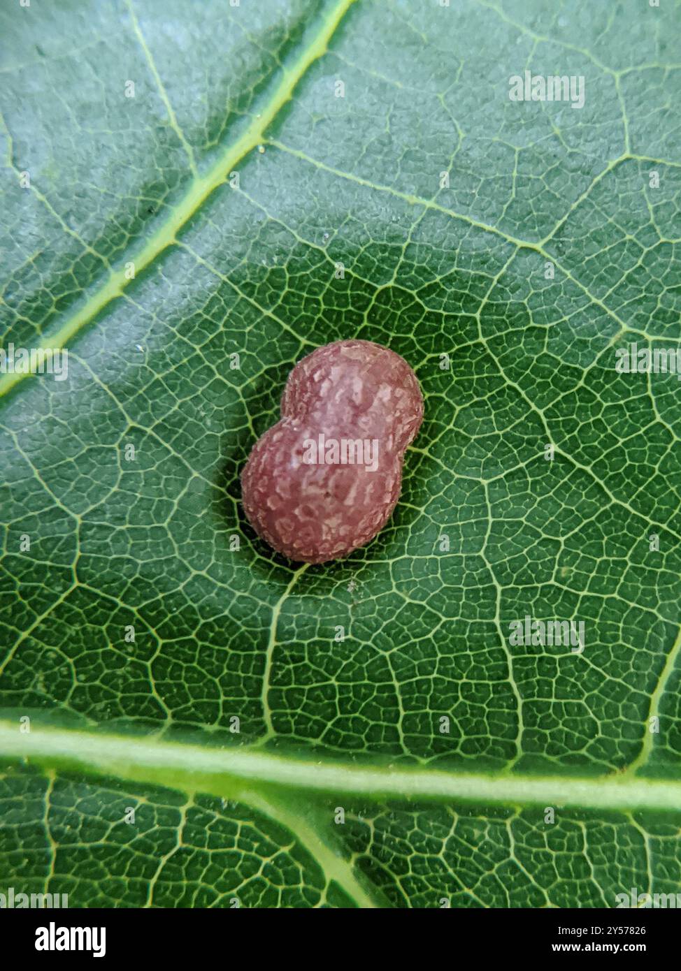 Oak Leaf Gall Midge (Polystepha pilulae) Insecta Stock Photo - Alamy