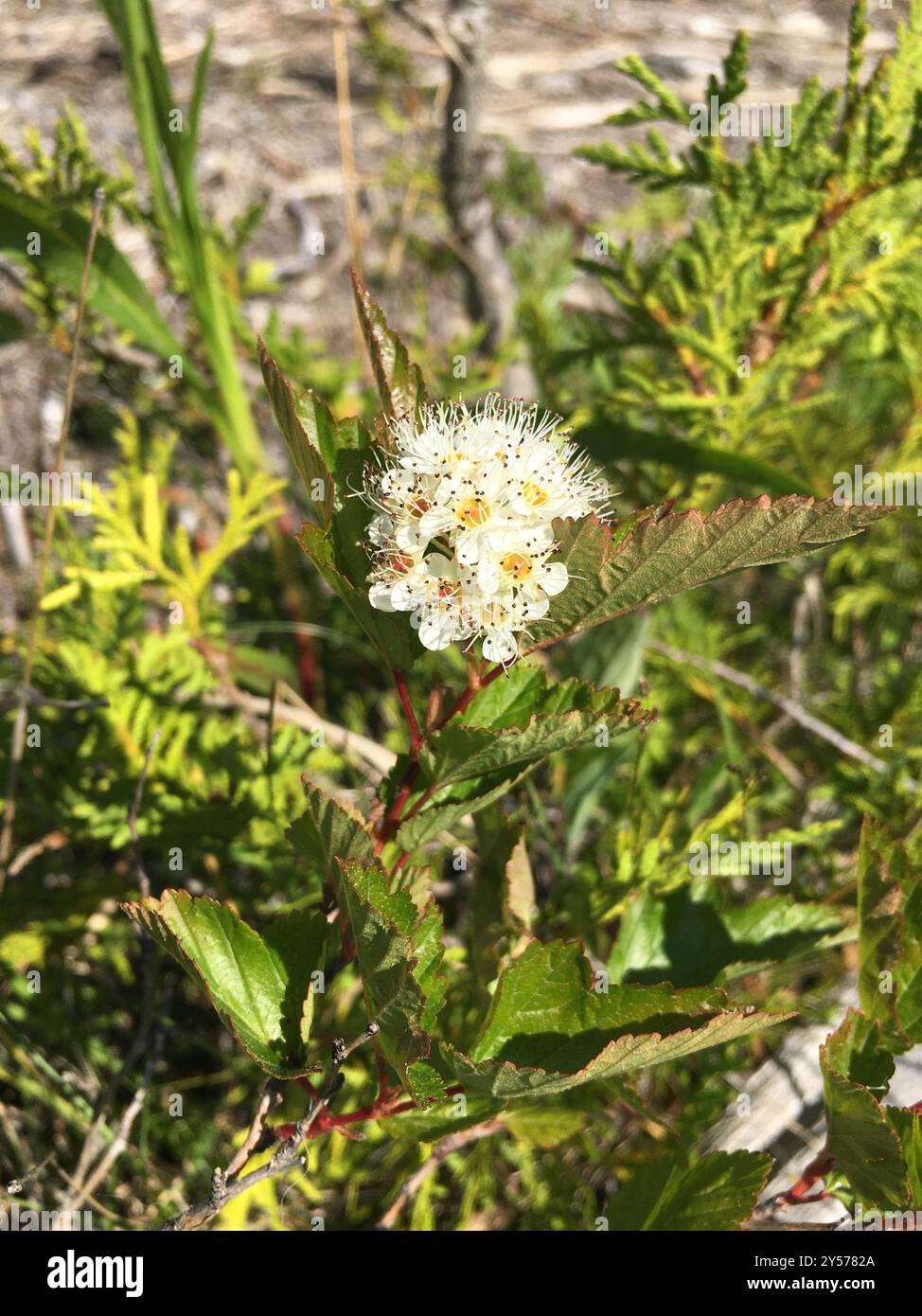 common ninebark (Physocarpus opulifolius) Plantae Stock Photo - Alamy