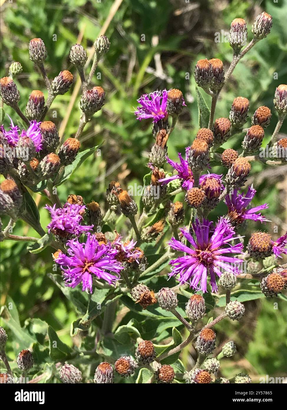 Western Ironweed (Vernonia baldwinii) Plantae Stock Photo - Alamy