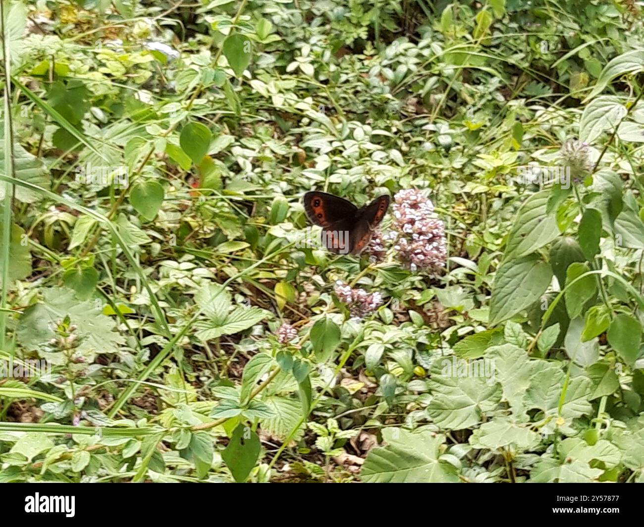 Scotch Argus (Erebia aethiops) Insecta Stock Photo - Alamy
